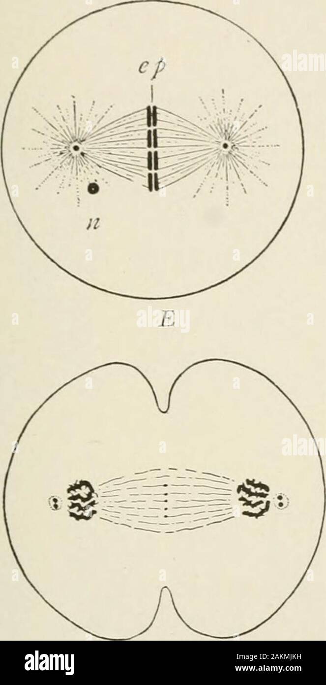 Spindle Fibers In A Cell