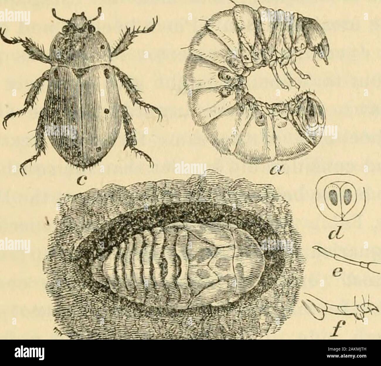 Luminous beetle hi-res stock photography and images - Alamy