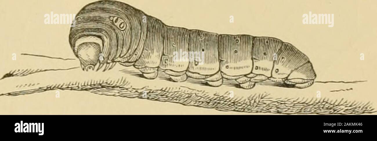 Brownish black tubercles hi-res stock photography and images - Alamy