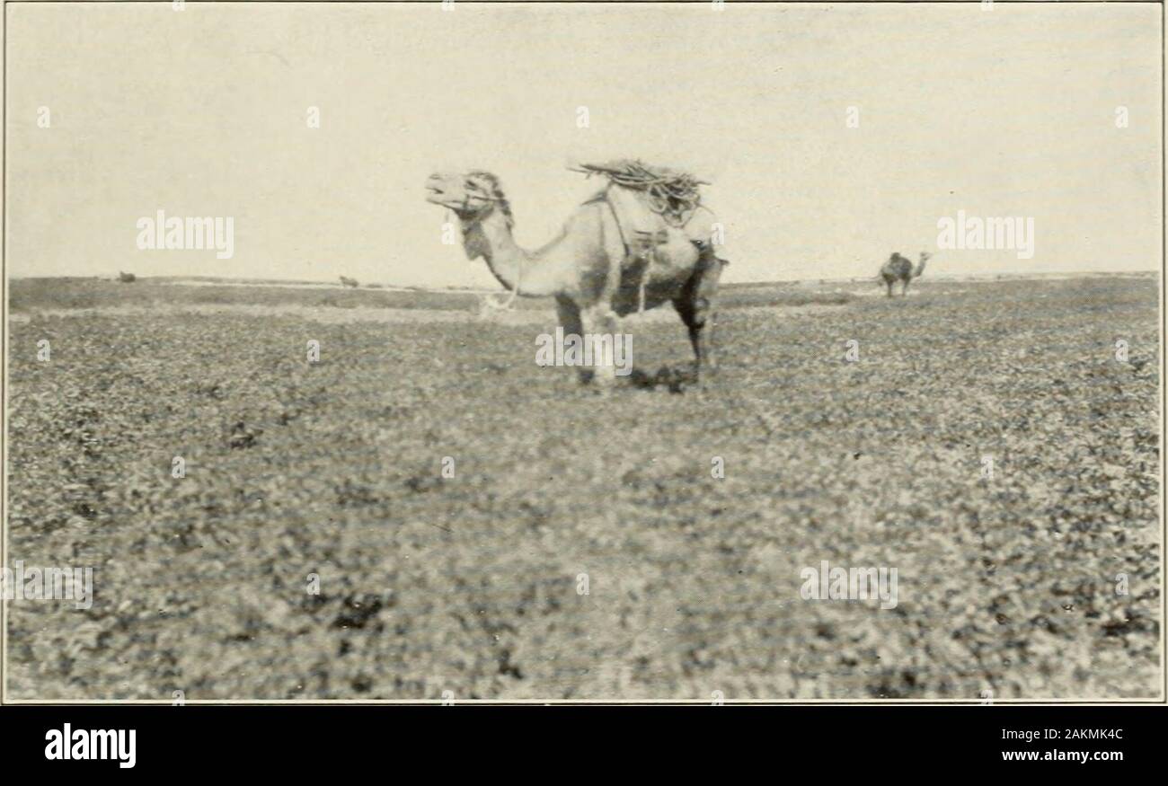 Berseem : the great forage and soiling crop of the Nile Valley . Fig. 1 ...