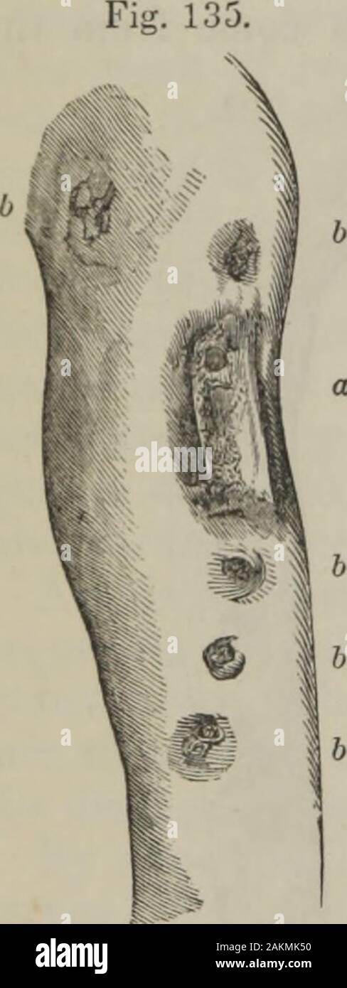 Cloacae hi-res stock photography and images - Alamy