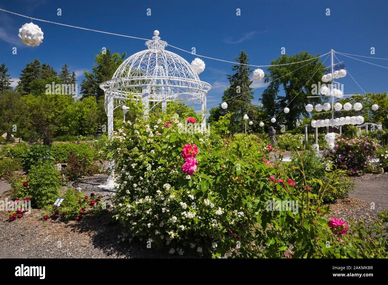 Pink Rosa 'George Vancouver' and White Grootendorst' - Rose bushes with ...