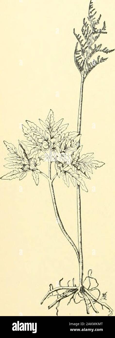 St cle hi-res stock photography and images - Alamy