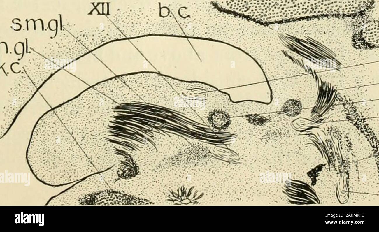 The American journal of anatomy . ^eckcv^ 20 smgl gen qimecRc. IX ...