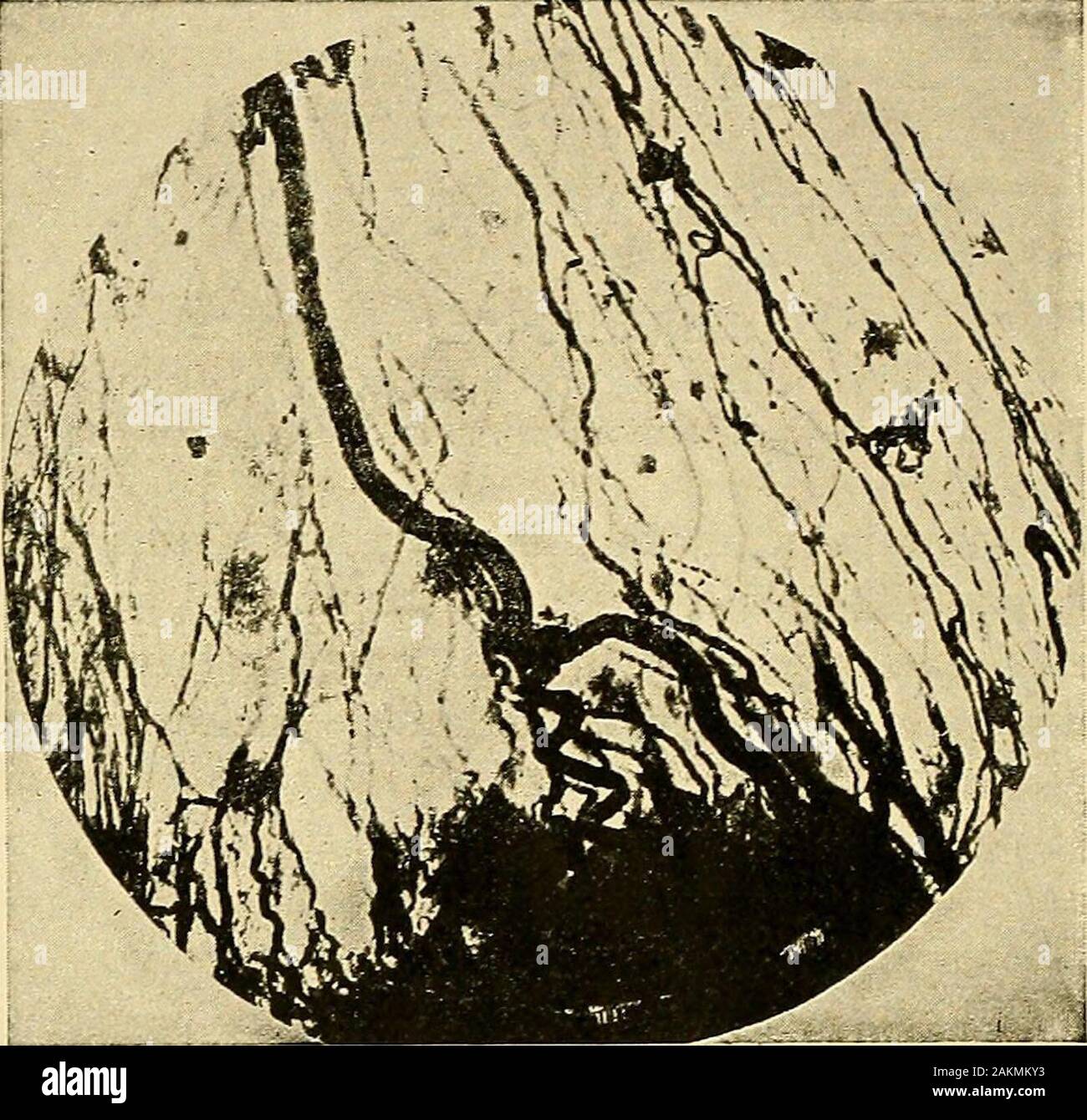 Principles and practice of operative dentistry . alities. Thymol is ...
