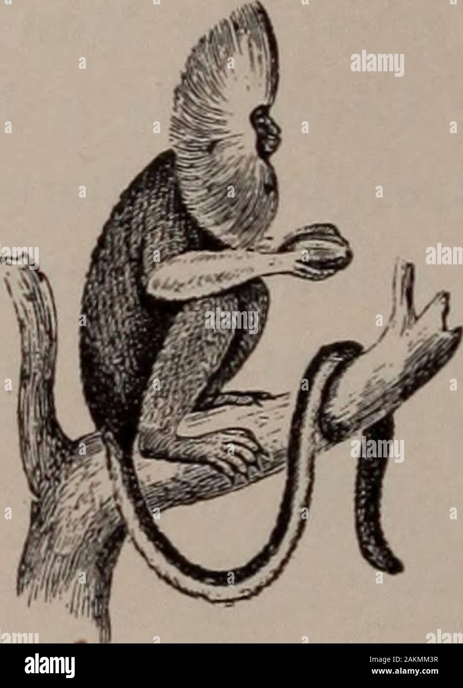 Natural history of animals; . Fig. 37- — Kahau. Fig. 38. — Spider ...