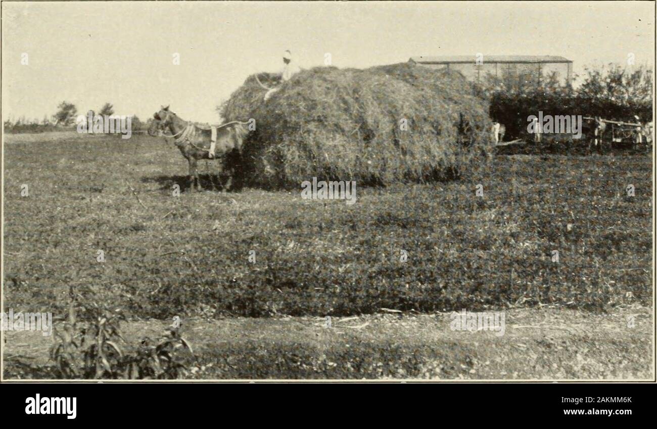 Berseem : the great forage and soiling crop of the Nile Valley . Fig. 1 ...