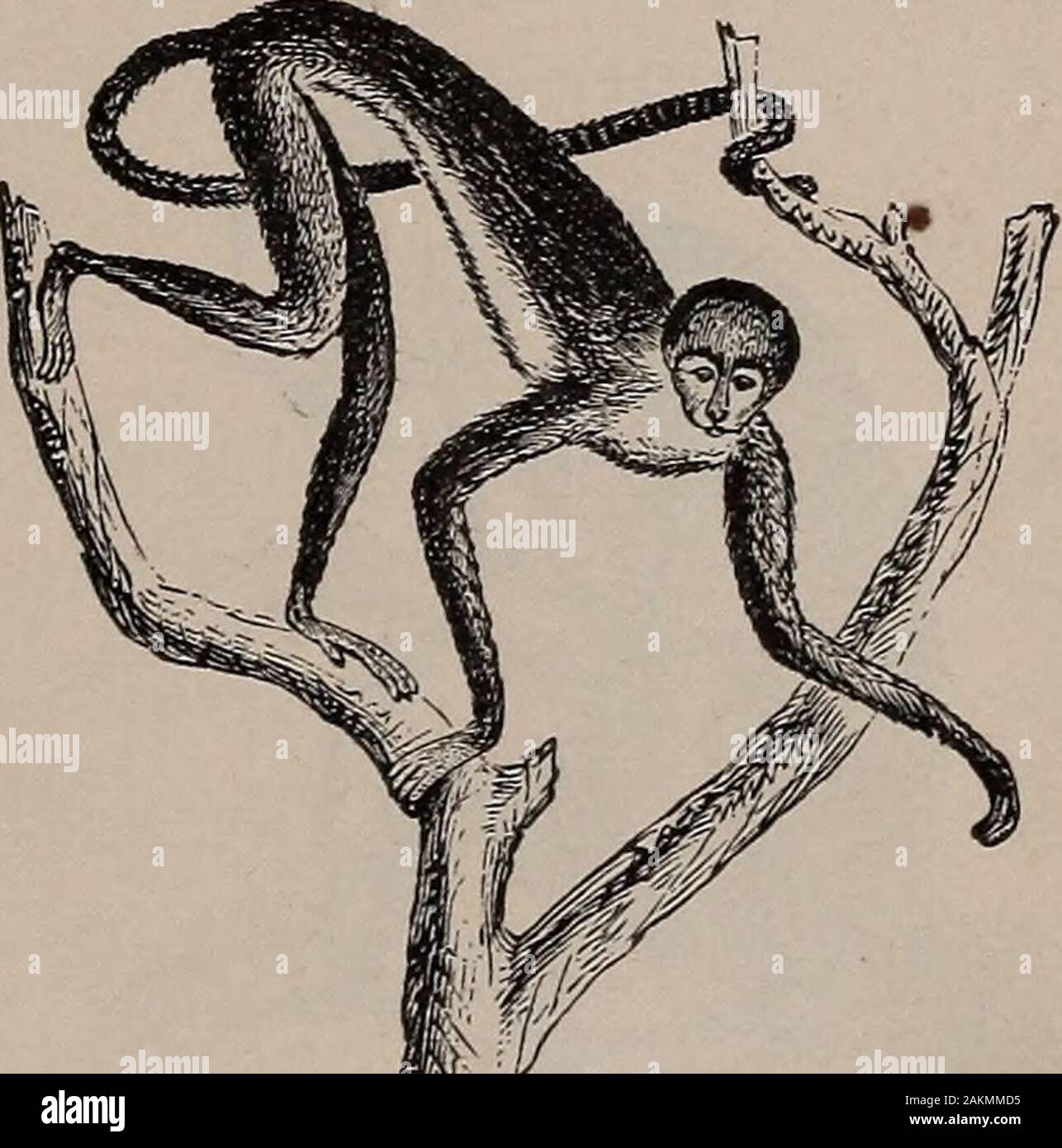 Natural history of animals; . Fig. 37- — Kahau. Fig. 38. — Spider ...
