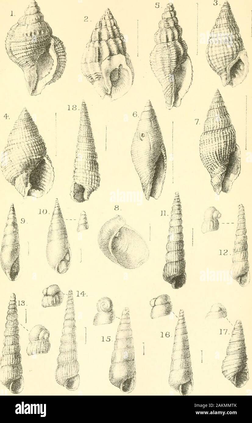 Systremma hi-res stock photography and images - Alamy