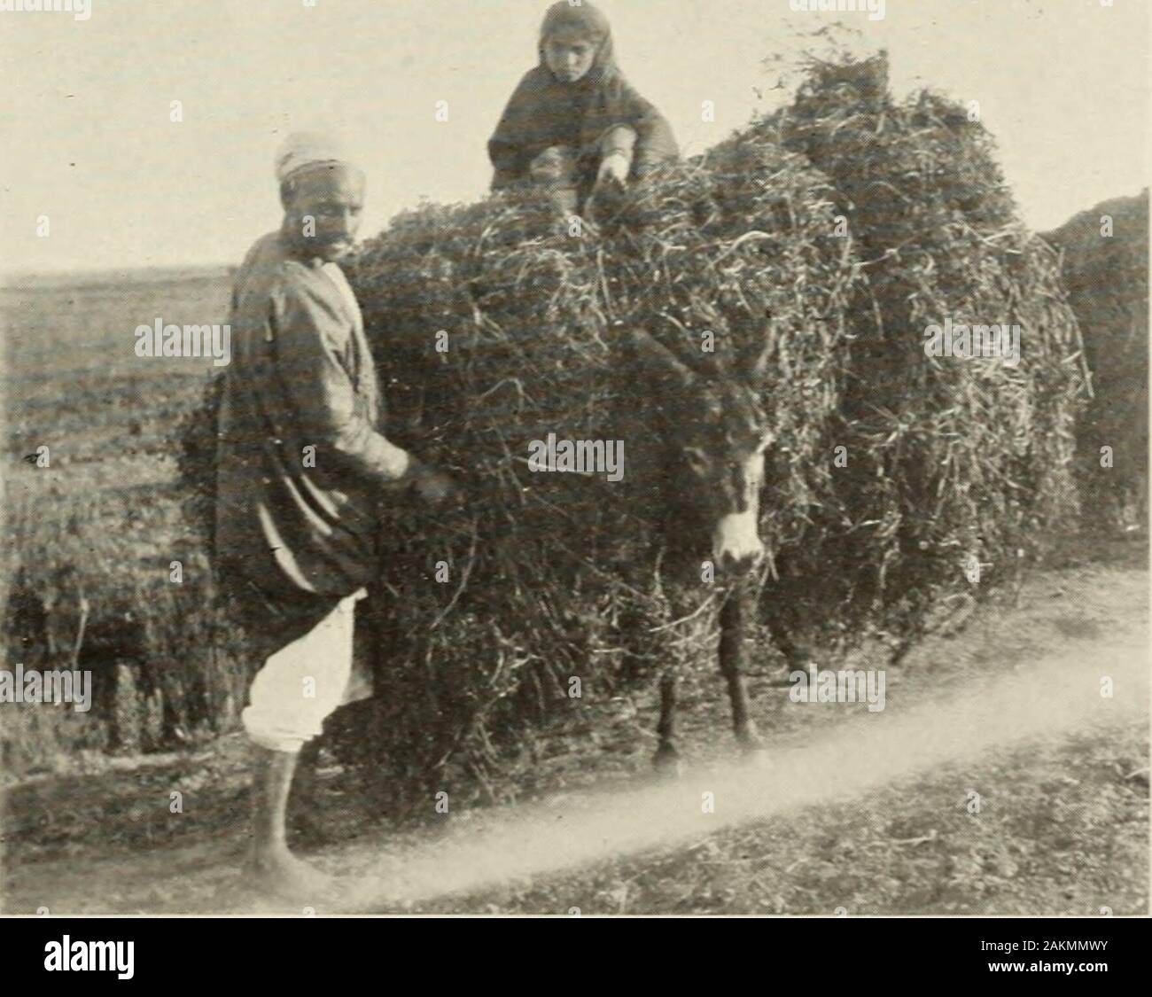 Berseem : the great forage and soiling crop of the Nile Valley . Fig. 2 ...