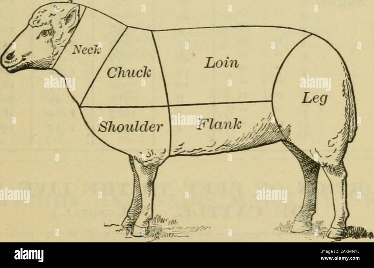 A handbook for farmers and dairymen . II. Diagram of Cuts of Veal ...