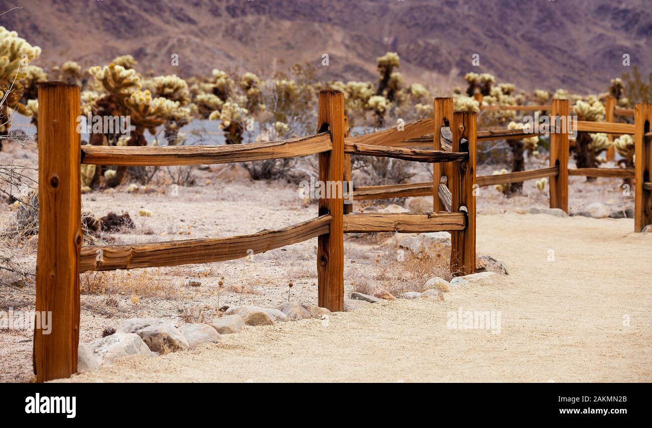 Fenced Walkway through Cholla Cactus Stock Photo - Alamy