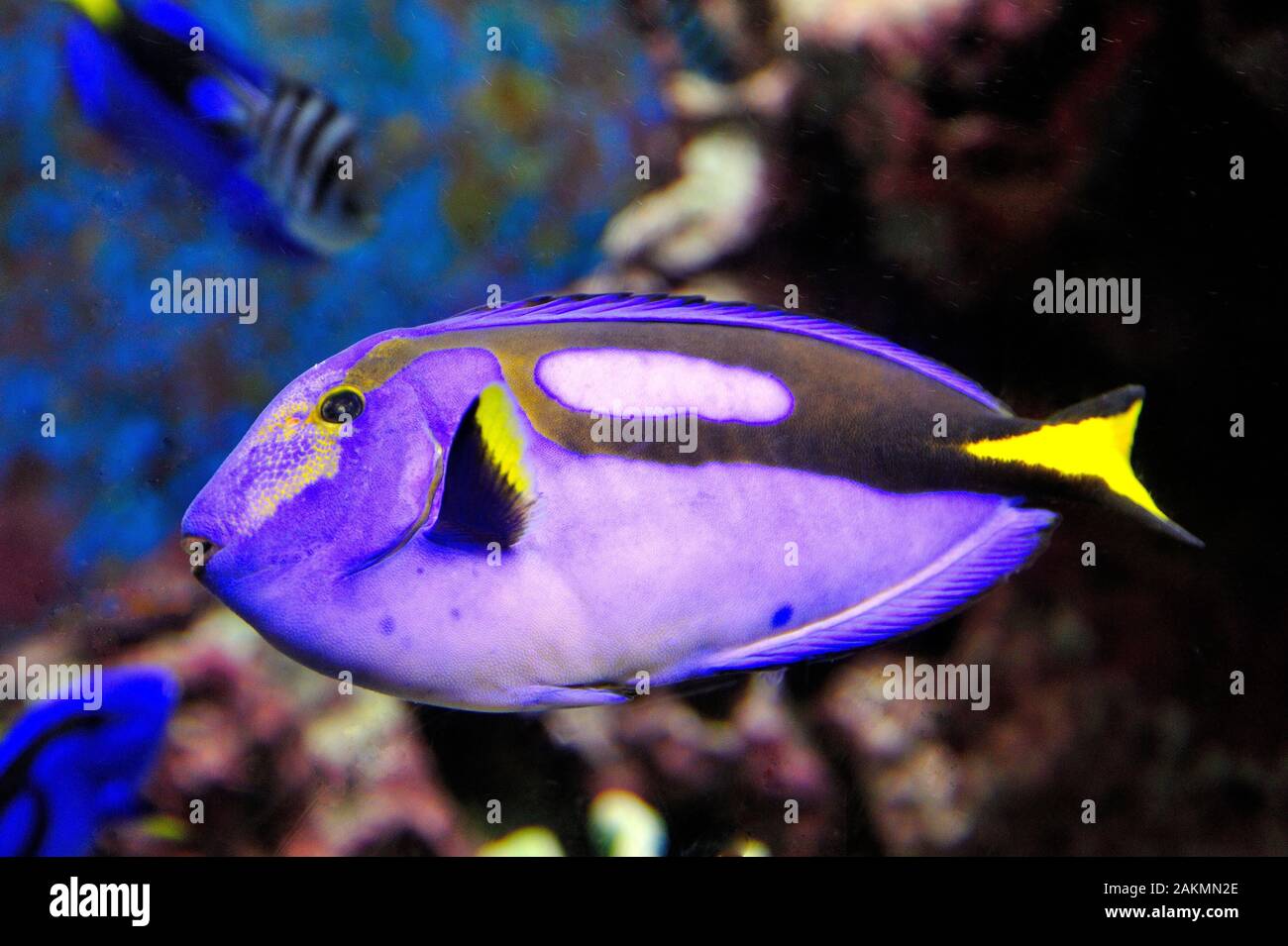 Dory Nemo High Resolution Stock Photography and Images - Alamy