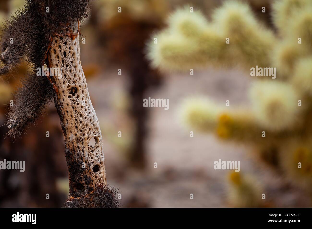 Dead Cholla Cactus stem Stock Photo - Alamy