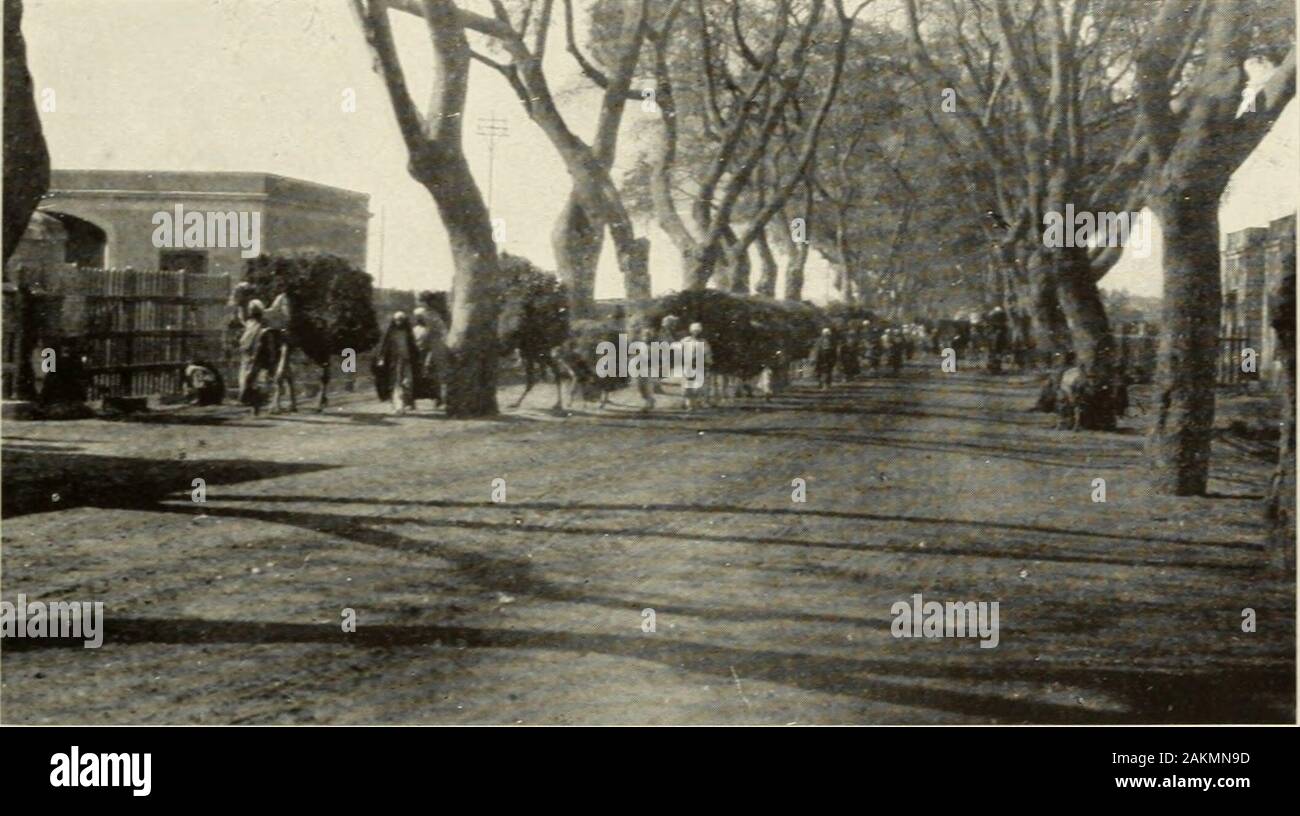 Berseem : the great forage and soiling crop of the Nile Valley . Fig. 1 ...
