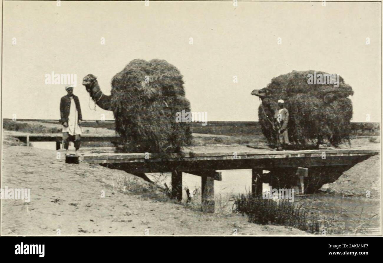 Berseem : the great forage and soiling crop of the Nile Valley . Fig. 2 ...