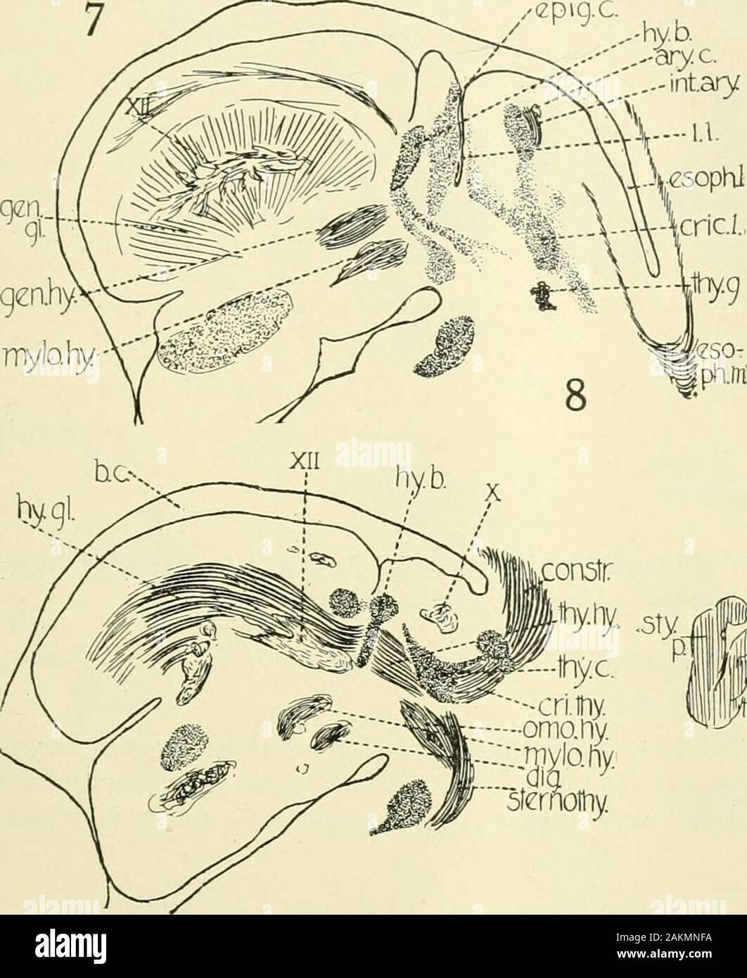 The American journal of anatomy . 144 (14 mm.) to show M. Cricoary ...