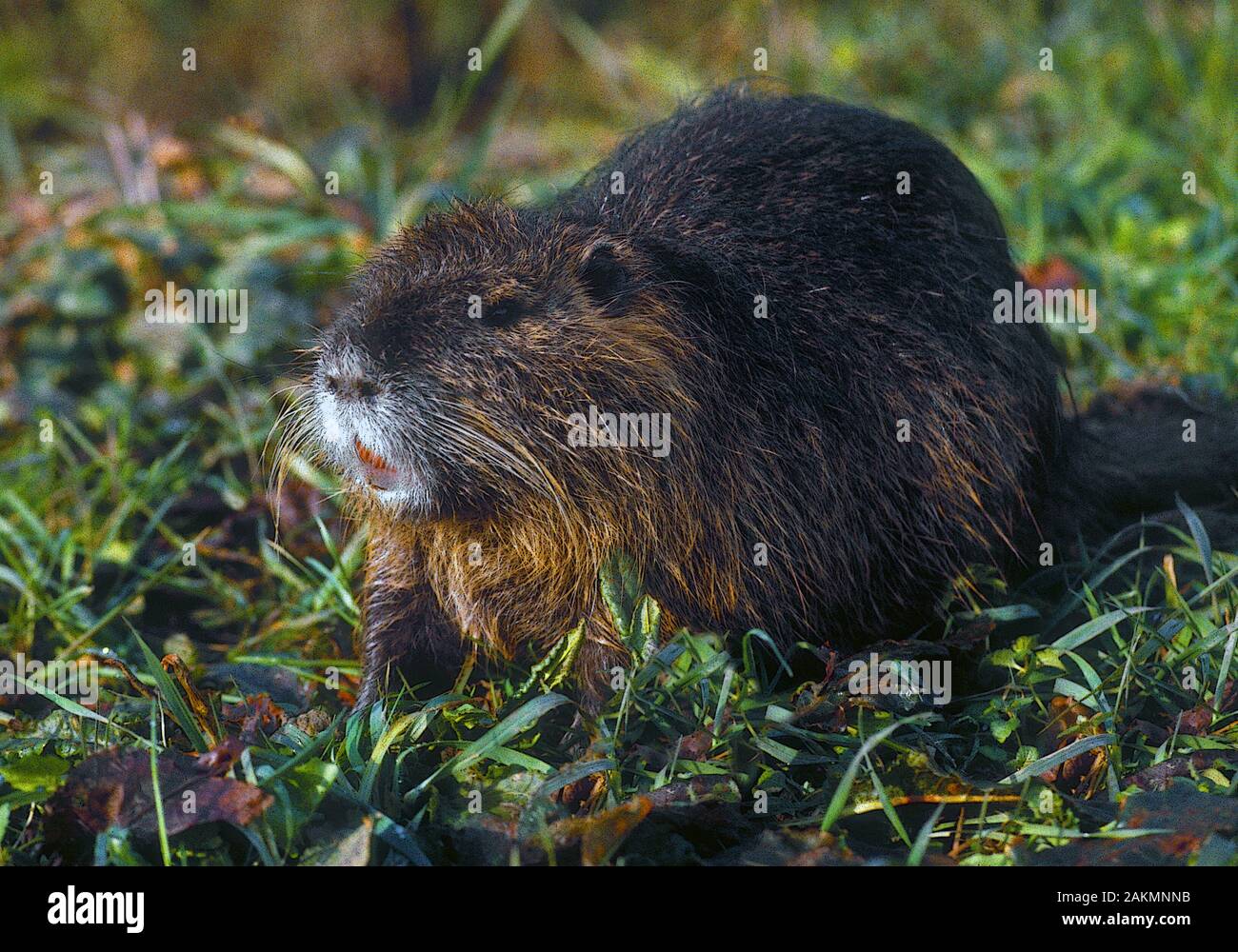 Nutria roedora hi-res stock photography and images - Alamy