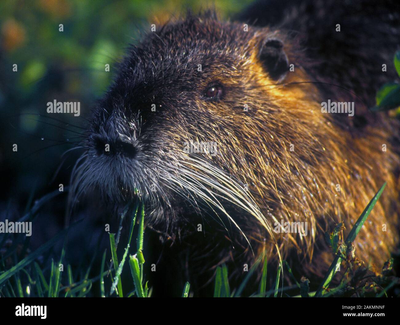 Coypu (Nutria Stock Photo - Alamy