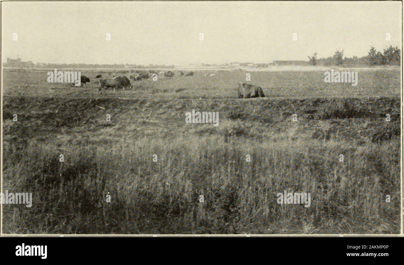 Berseem : the great forage and soiling crop of the Nile Valley . Fig. 1 ...