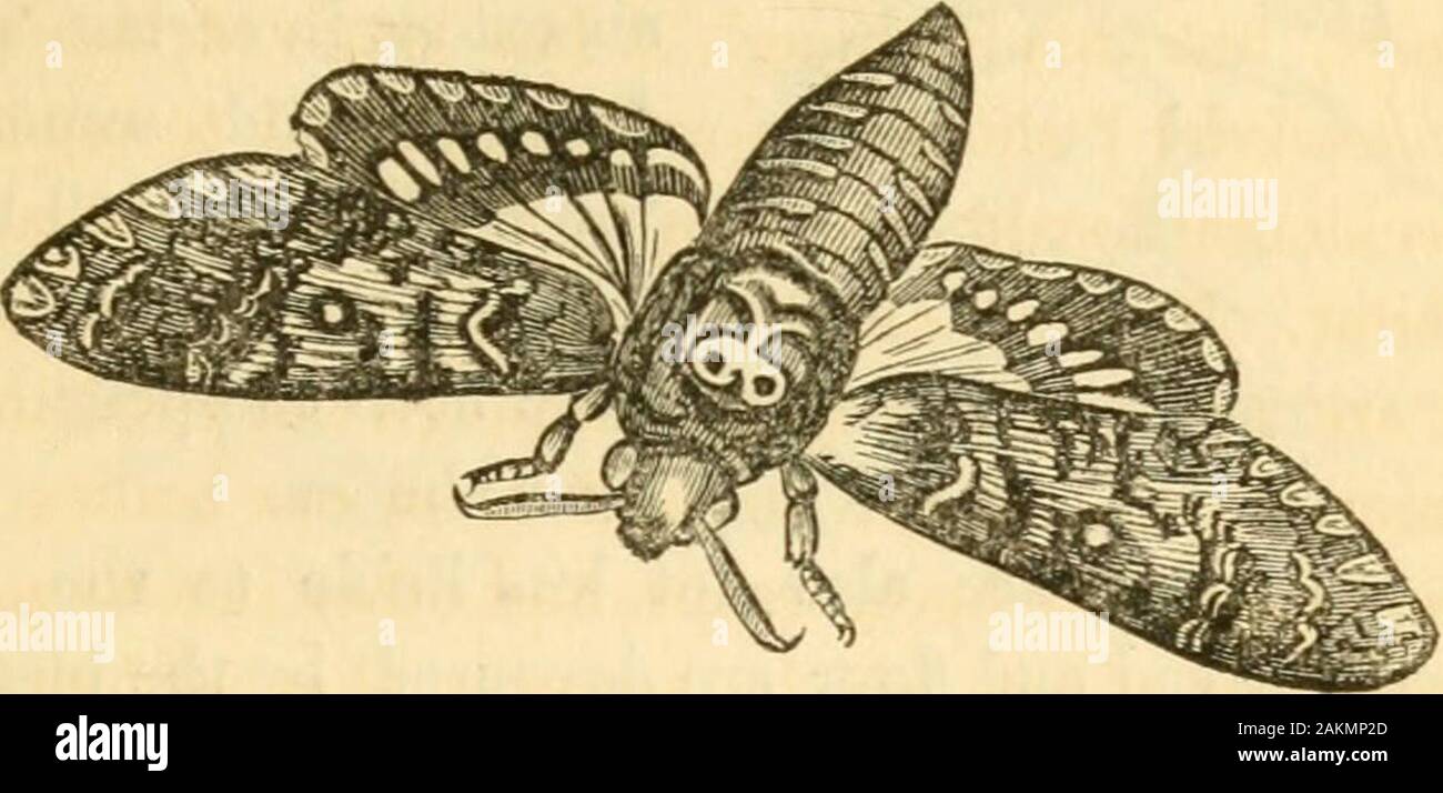 The entomologist's text book : an introduction to the natural history ...