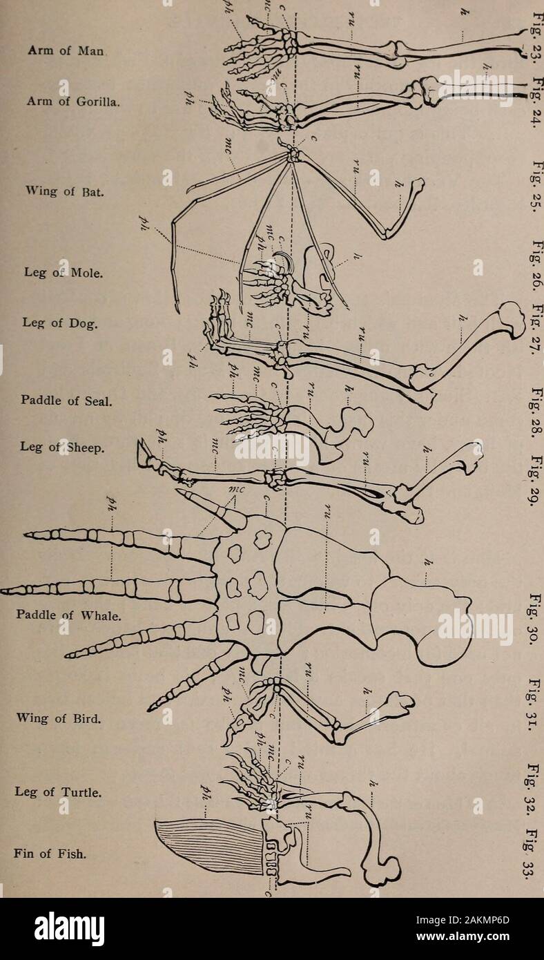 Natural history of animals; . Arm of Man Arm of Gorilla Wing of Rat ...