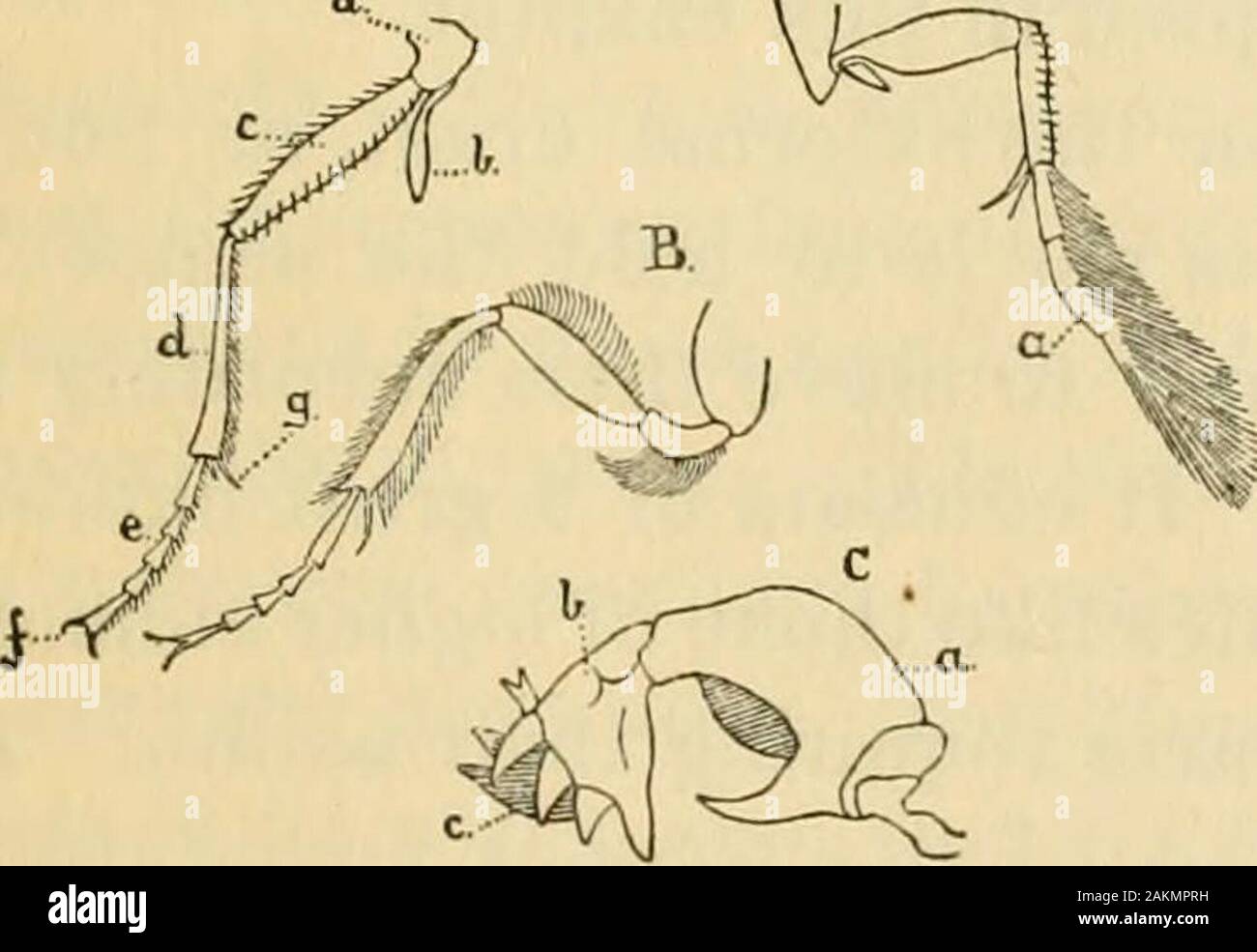 Tarsal claws hi-res stock photography and images - Alamy