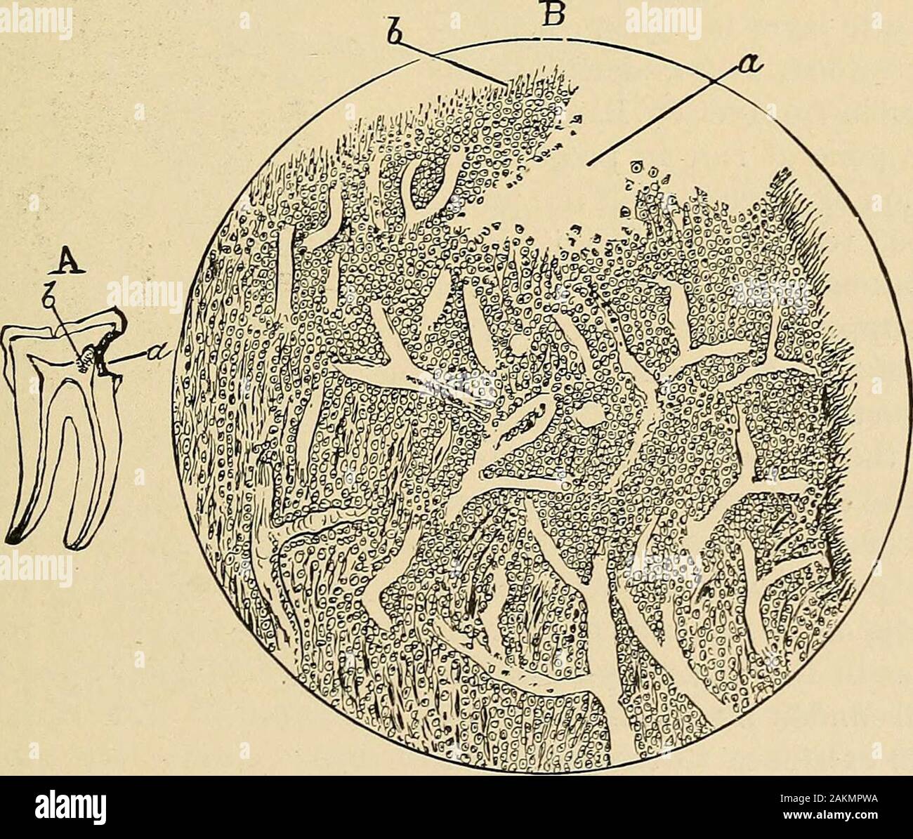 Croton oil hi-res stock photography and images - Alamy