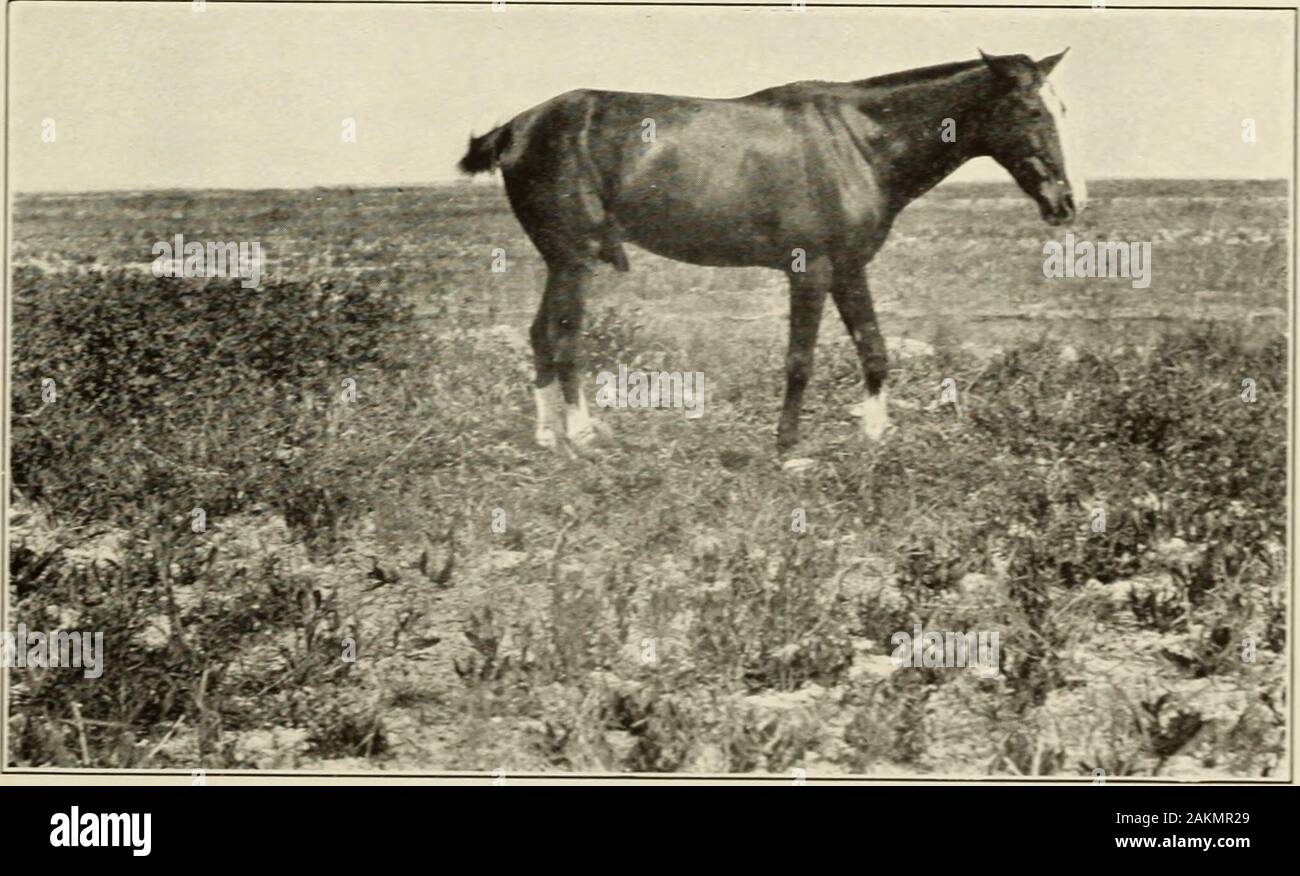 Berseem : the great forage and soiling crop of the Nile Valley . Fig. 2 ...