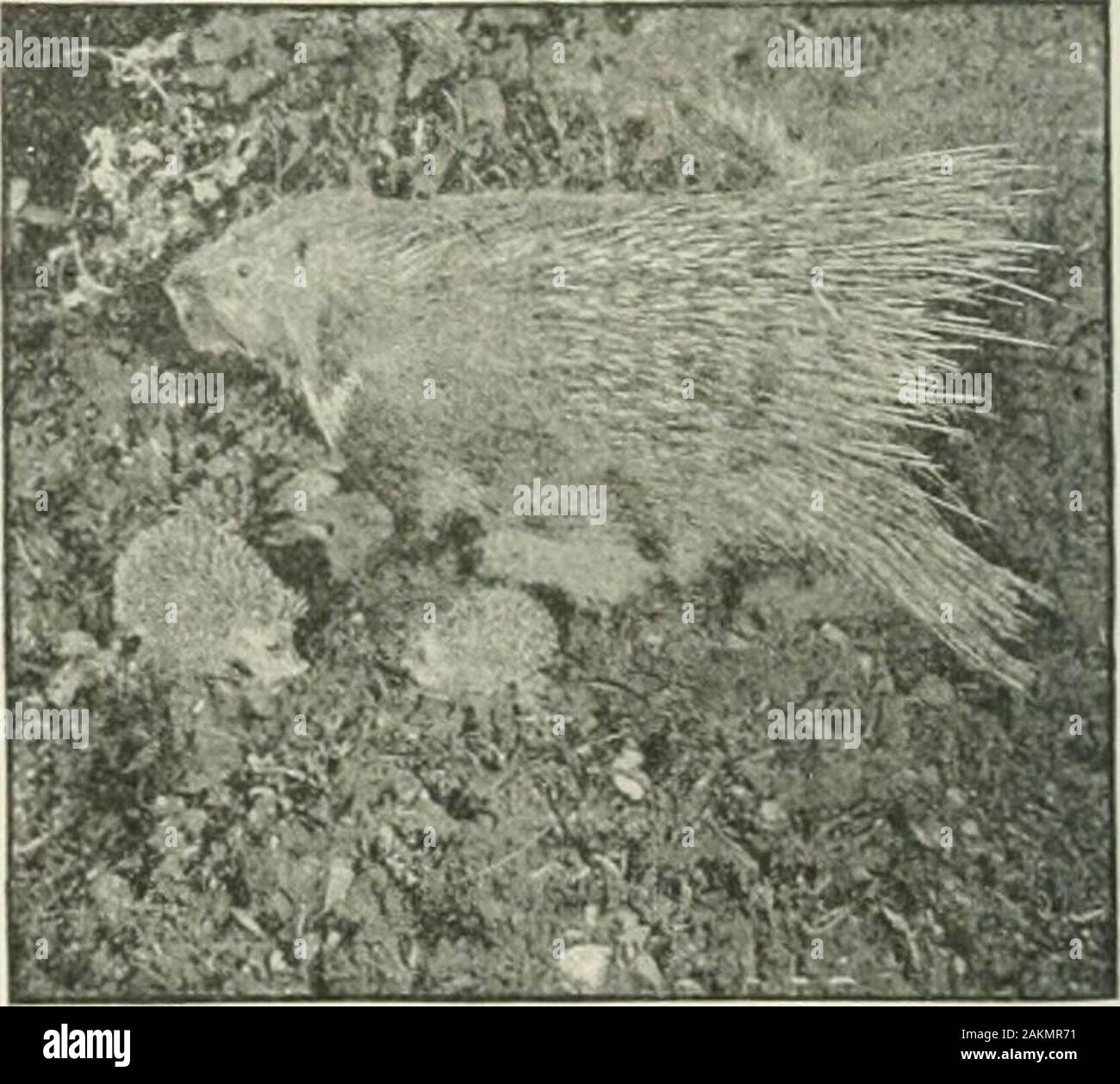 The raven and the wolves hi-res stock photography and images - Alamy