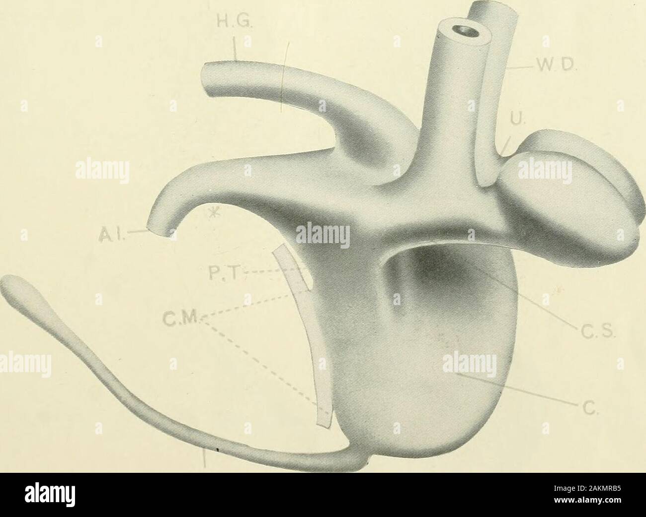 The American journal of anatomy . THE AMERICAN JOUHNAL OF ANATOMY, VOL ...