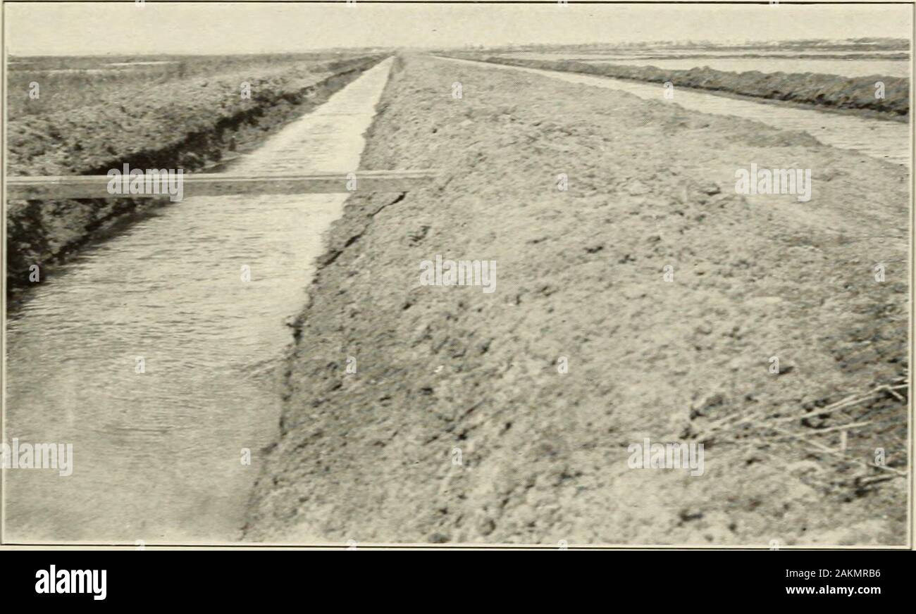Berseem : the great forage and soiling crop of the Nile Valley . Fig. 1 ...