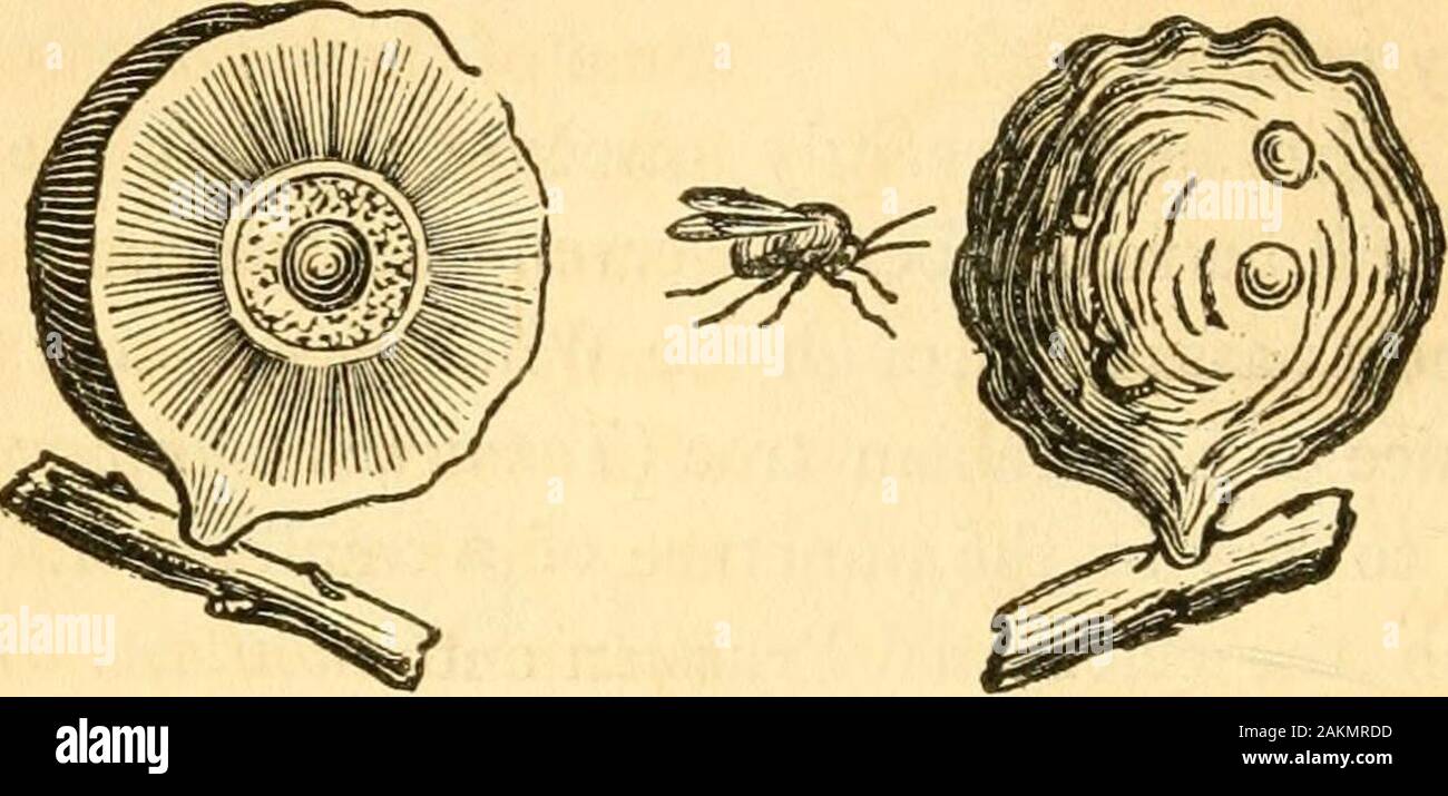 The entomologist's text book : an introduction to the natural history ...