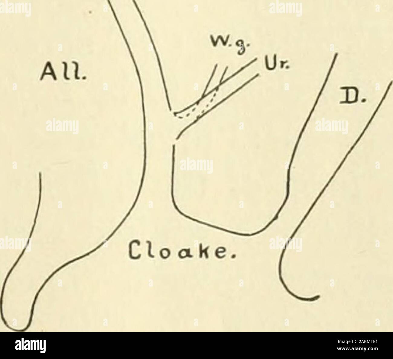 Thickness 11 mm hi-res stock photography and images - Alamy