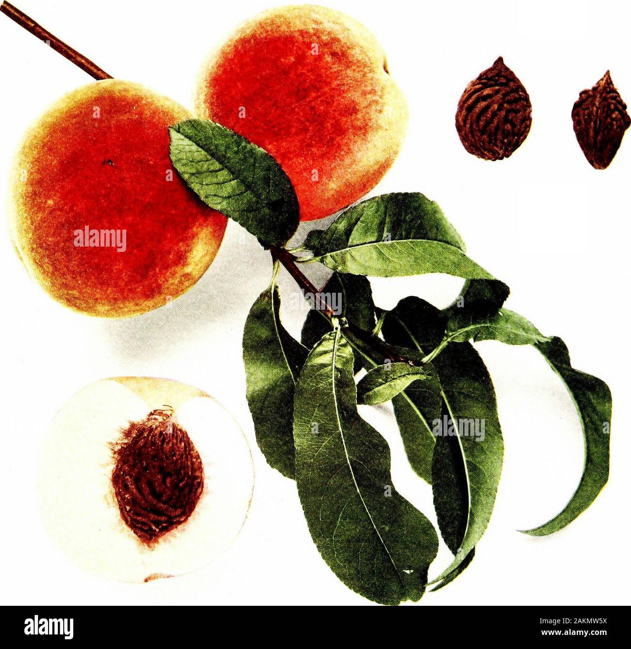 The peaches of New York . -red, often mottledor splashed with darker ...