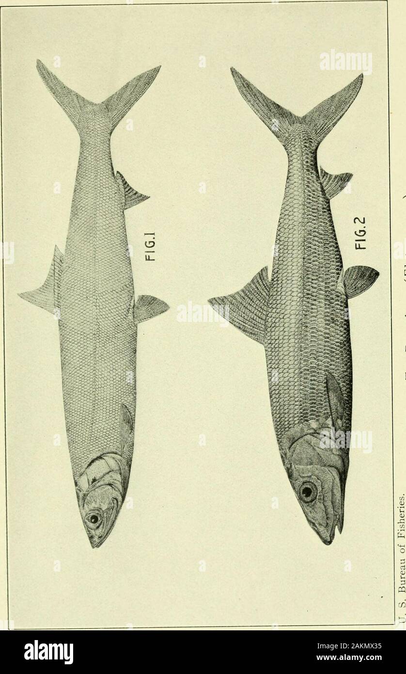 Shark caught in fishing hook hi-res stock photography and images - Alamy