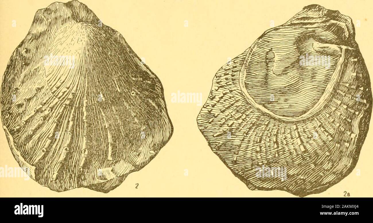 Two distinct shells hi-res stock photography and images - Alamy