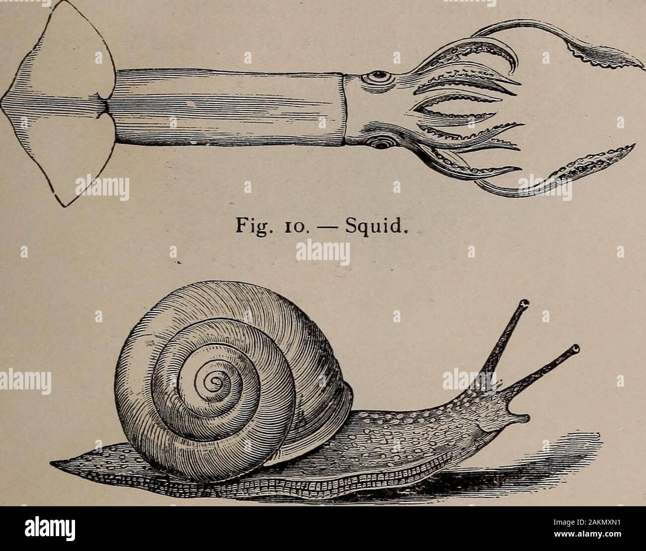 Natural history of animals; . Fig. 9. — Earthworm. Shrimps, are made up ...