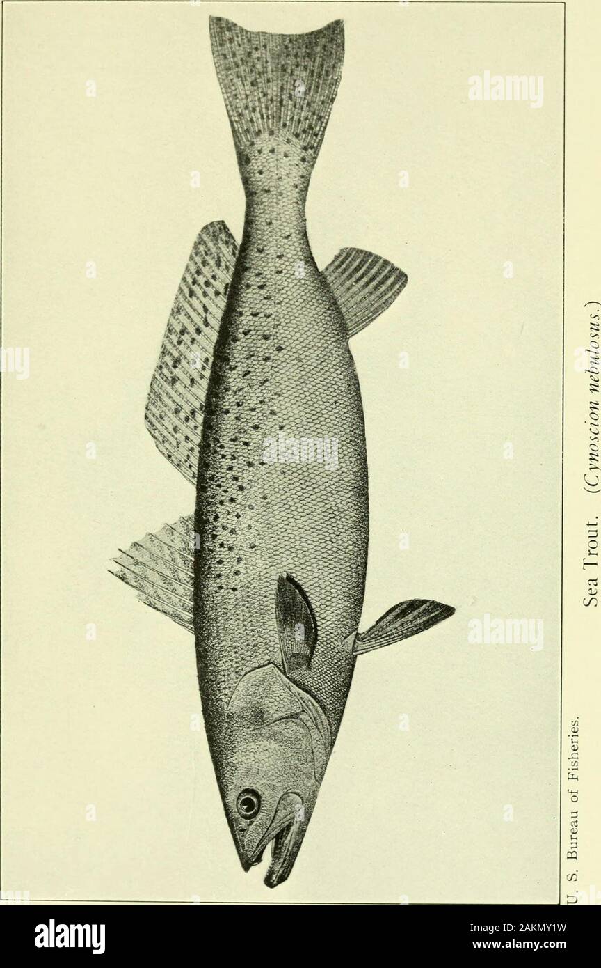 Weakfish hi-res stock photography and images - Alamy