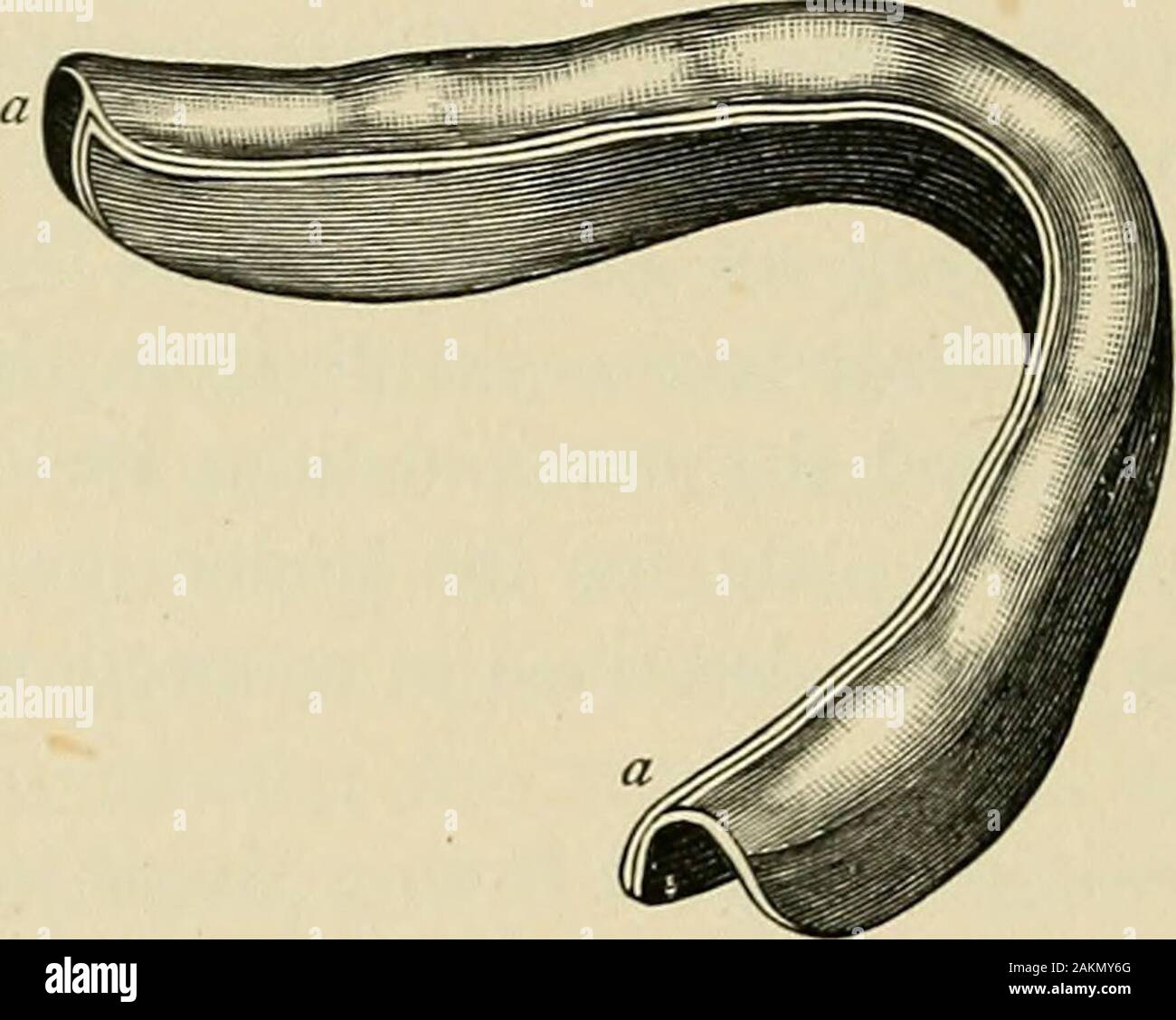 Stronger teeth hi-res stock photography and images - Alamy