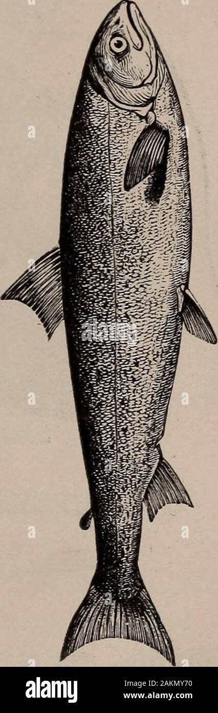 Natural history of animals; . Fig. 4. — Snake. Fig. 6. — Fish. Other ...