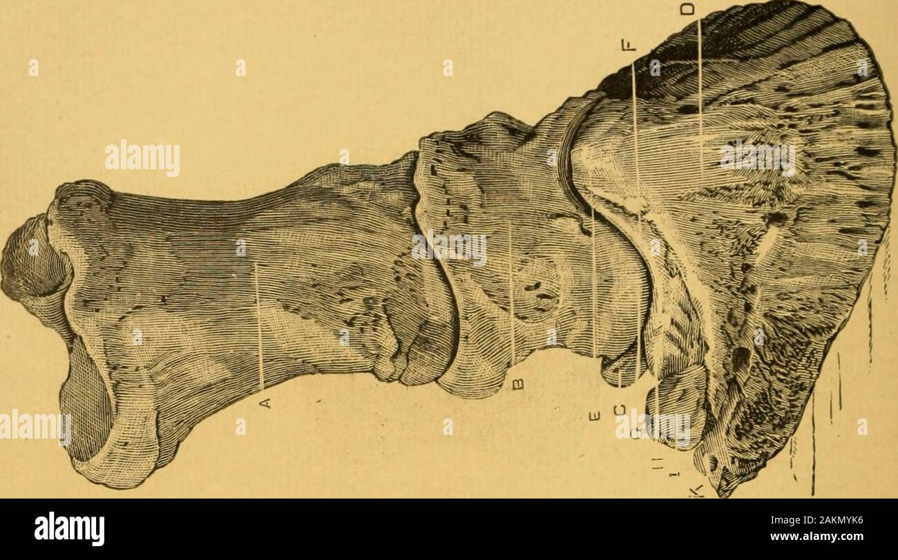 Navicular bone horse hi-res stock photography and images - Alamy