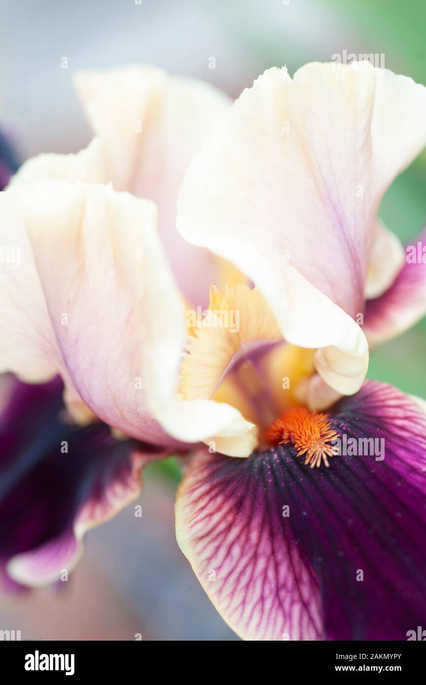 Lacy crest hi-res stock photography and images - Alamy