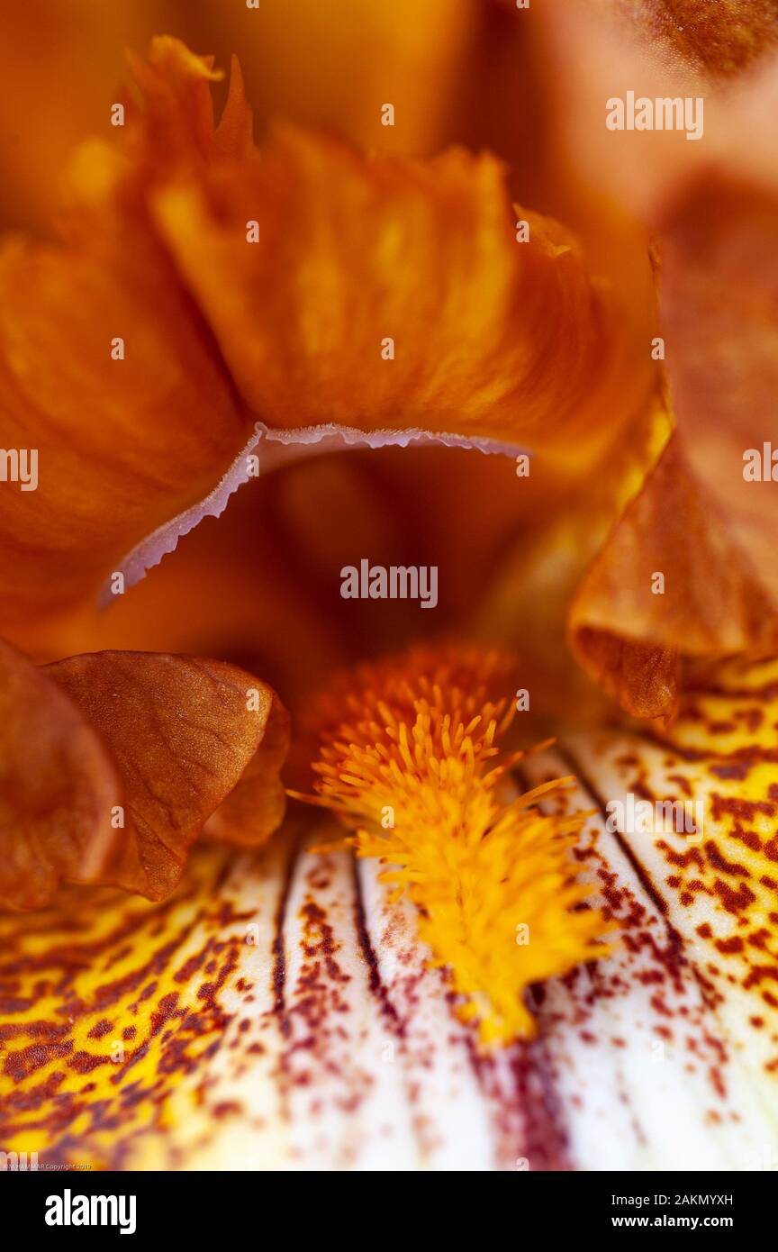 A close up view of the inside of an iris reveals a furry filament ...