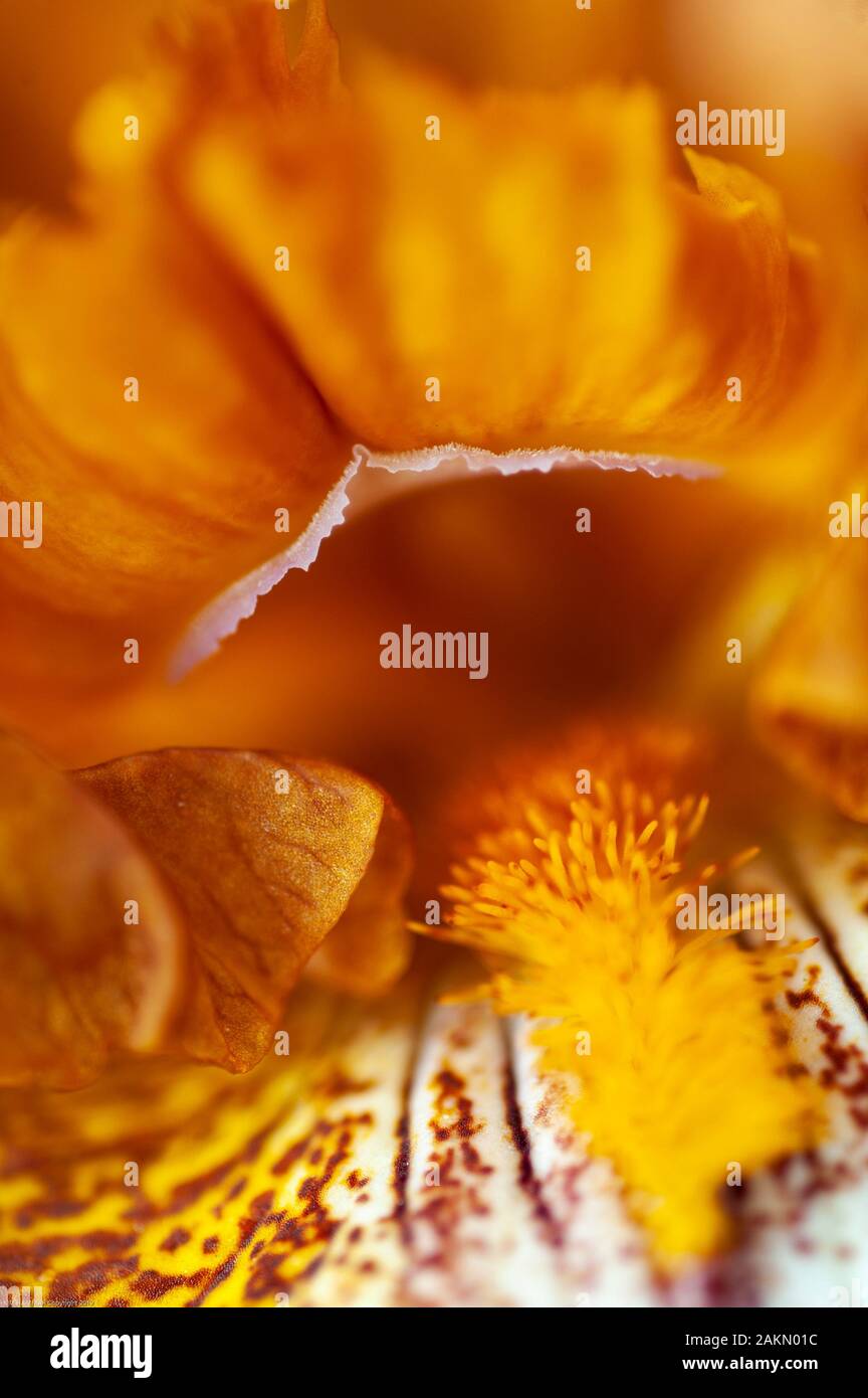 A close up view of the inside of an iris reveals a furry filament ...