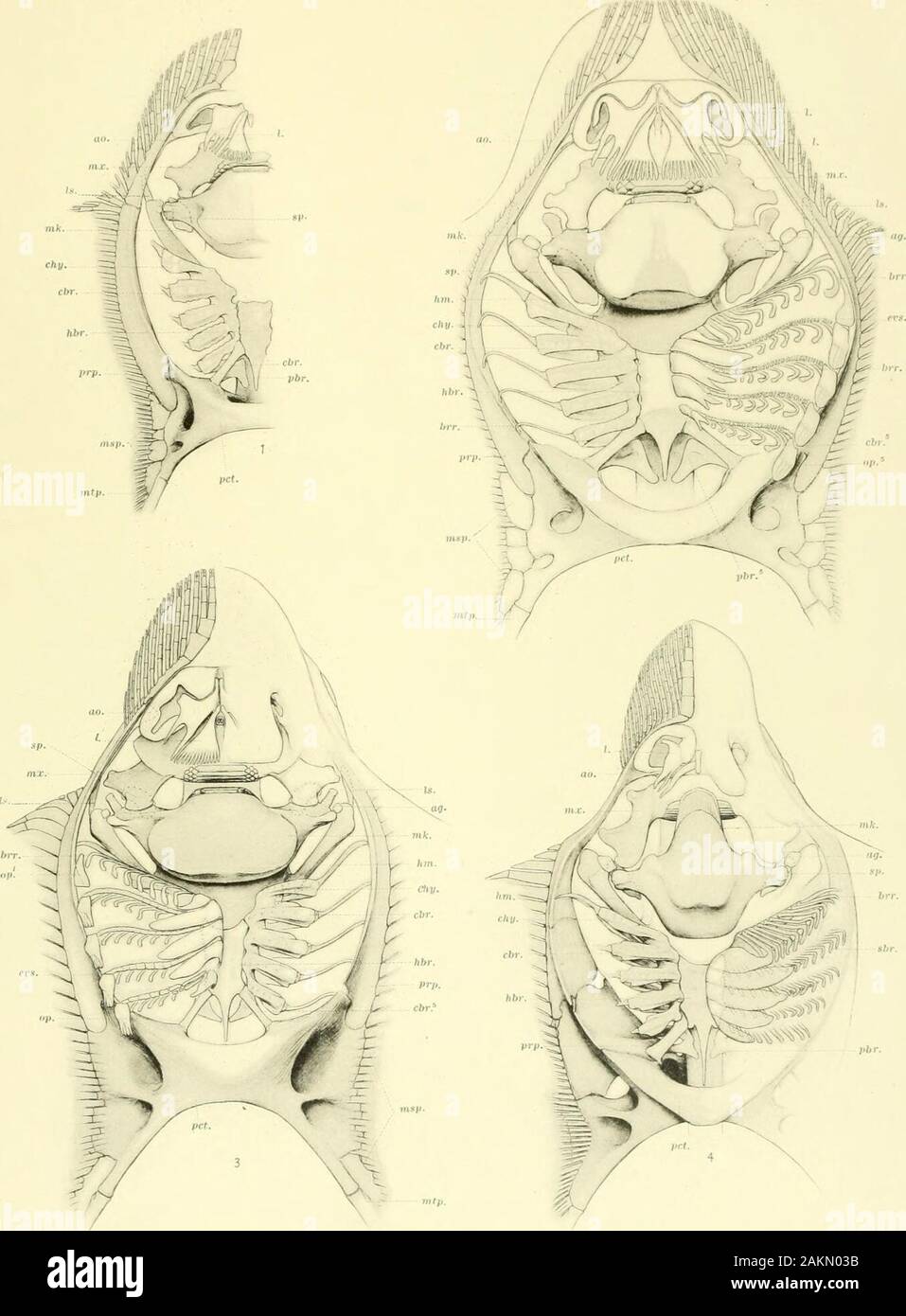 Antorbital hi-res stock photography and images - Alamy
