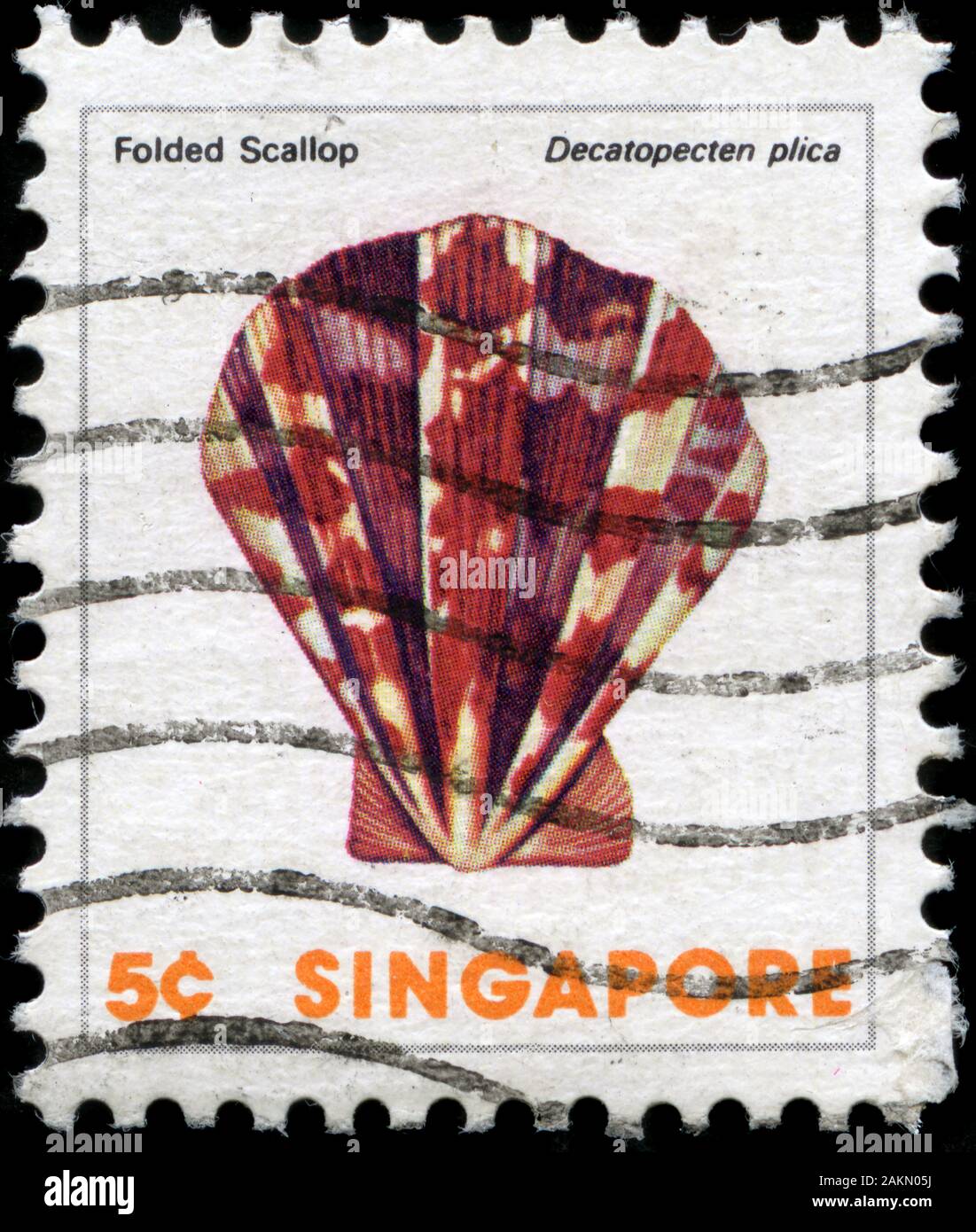 Folded Scallop (Decatopecten plica Stock Photo - Alamy