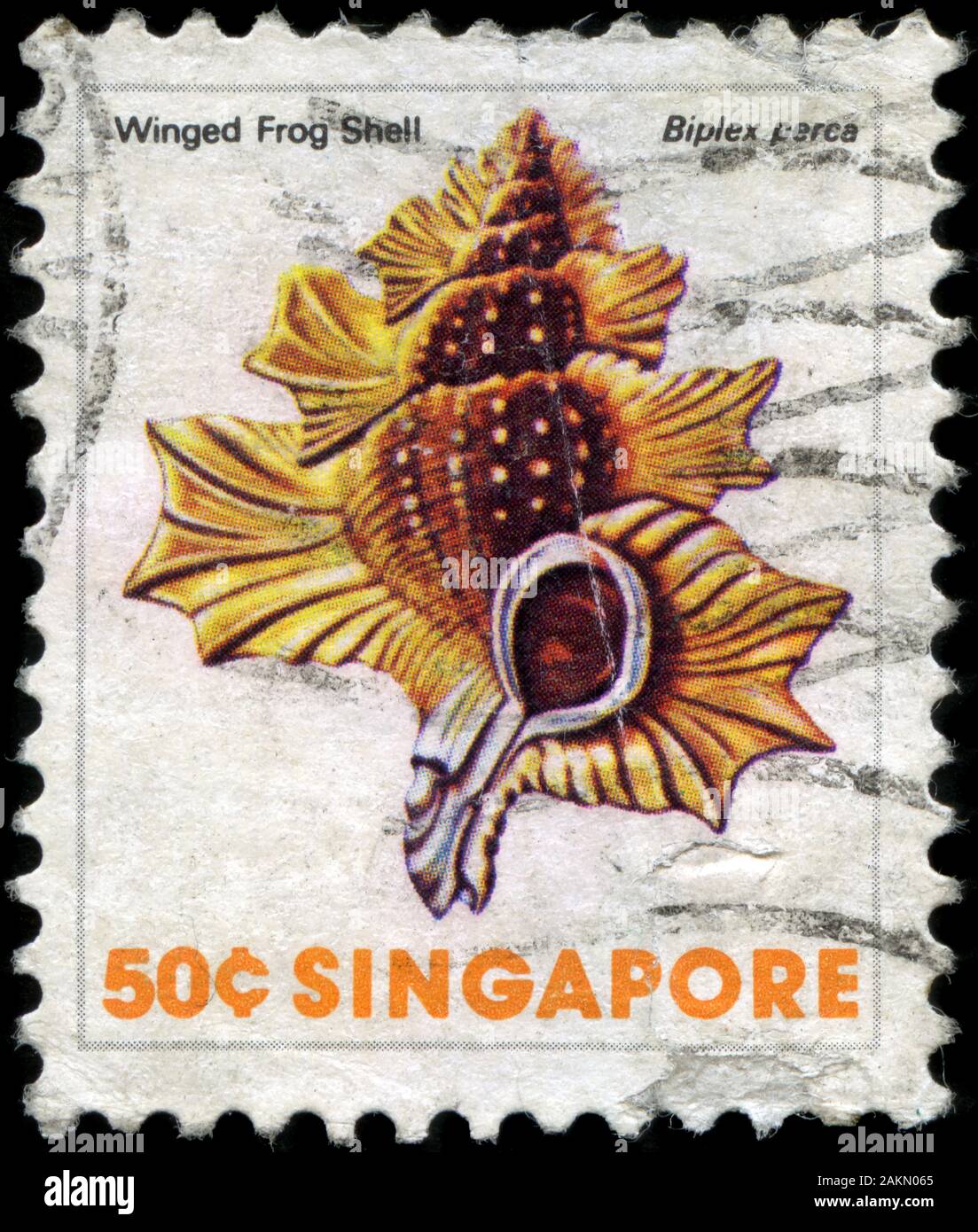 Winged Frog Shell (Biplex perca Stock Photo - Alamy