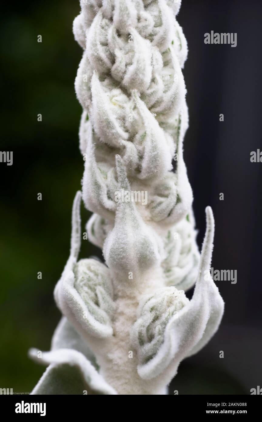 A mullein plant grows a a large, furry stem during its second year ...