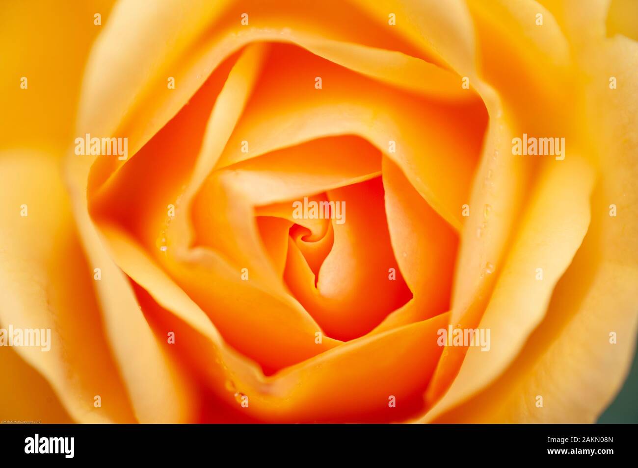 Layers of rose petals hi-res stock photography and images - Alamy